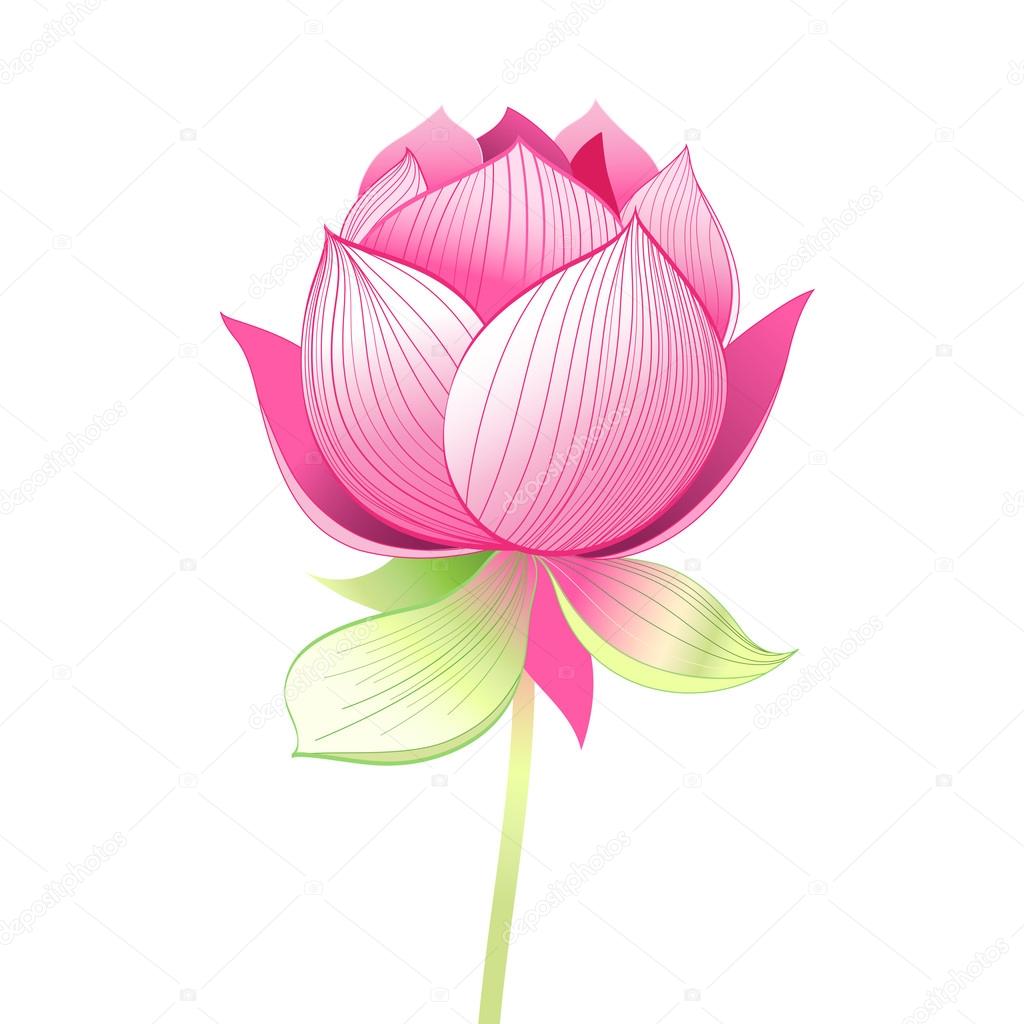Beautiful Lotus Flower Drawing | Best Flower Site