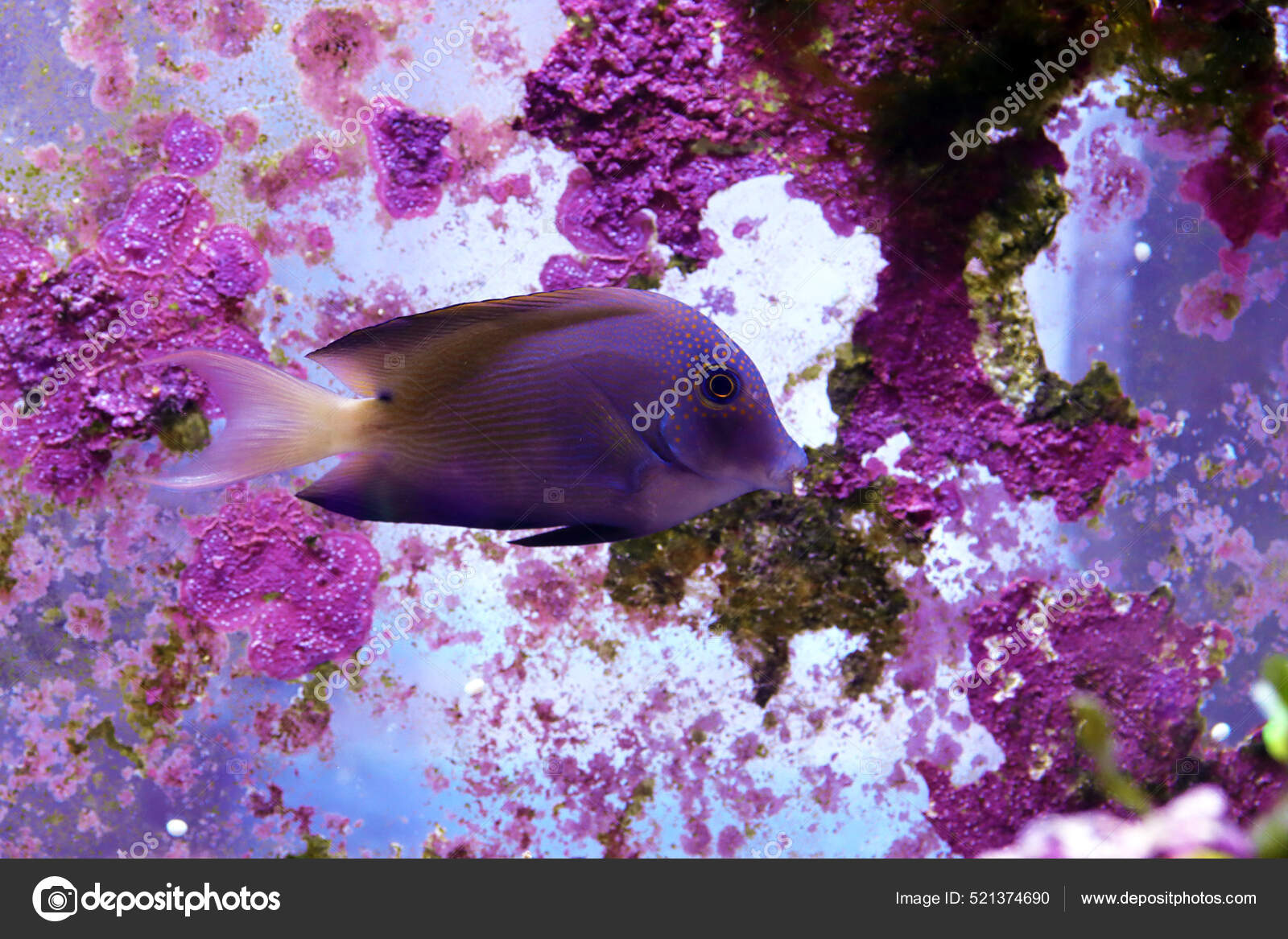 Ctenochaetus Flavicauda