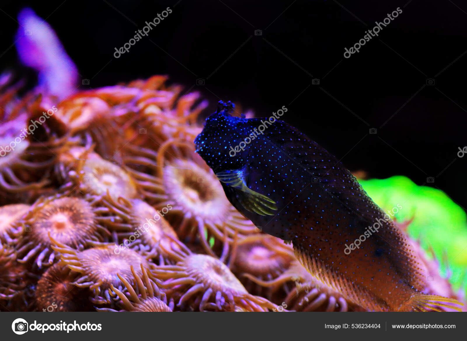 Starry Blenny