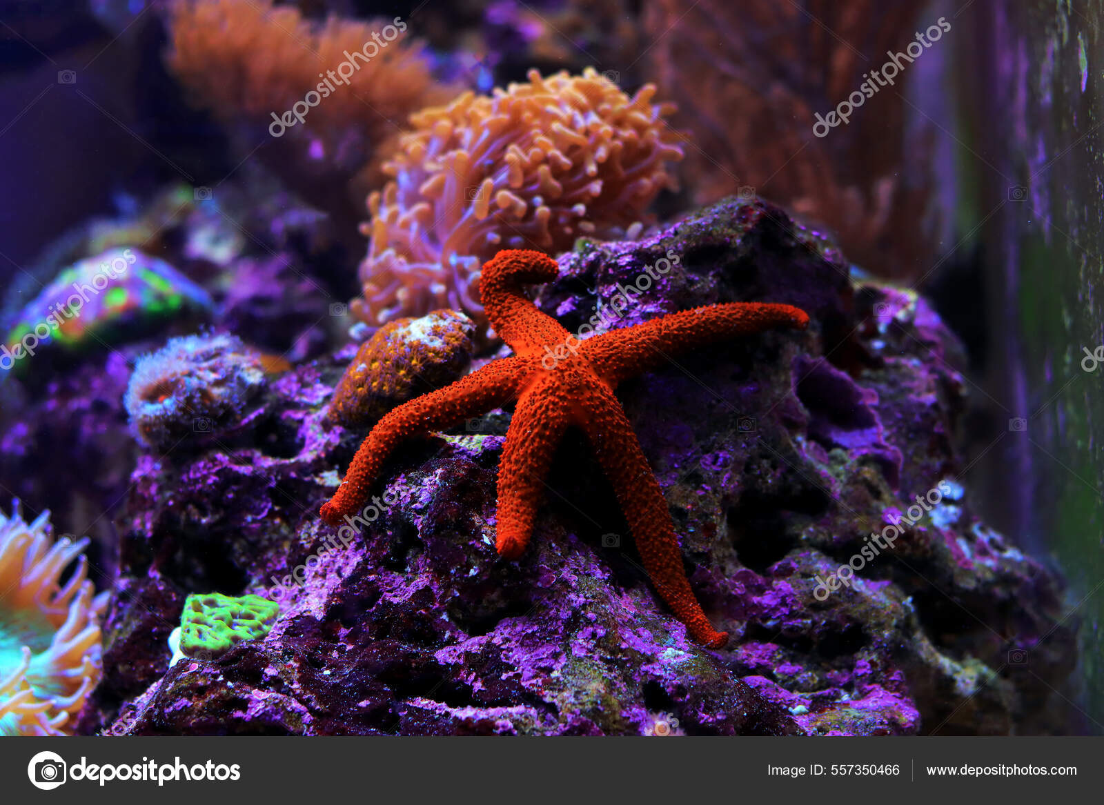 Saltwater Aquarium Starfish