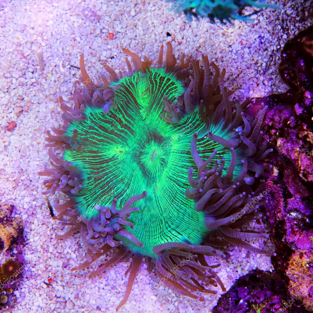 Punta azul Elegancia LPS coral - Catalaphyllia Jardinei 2022