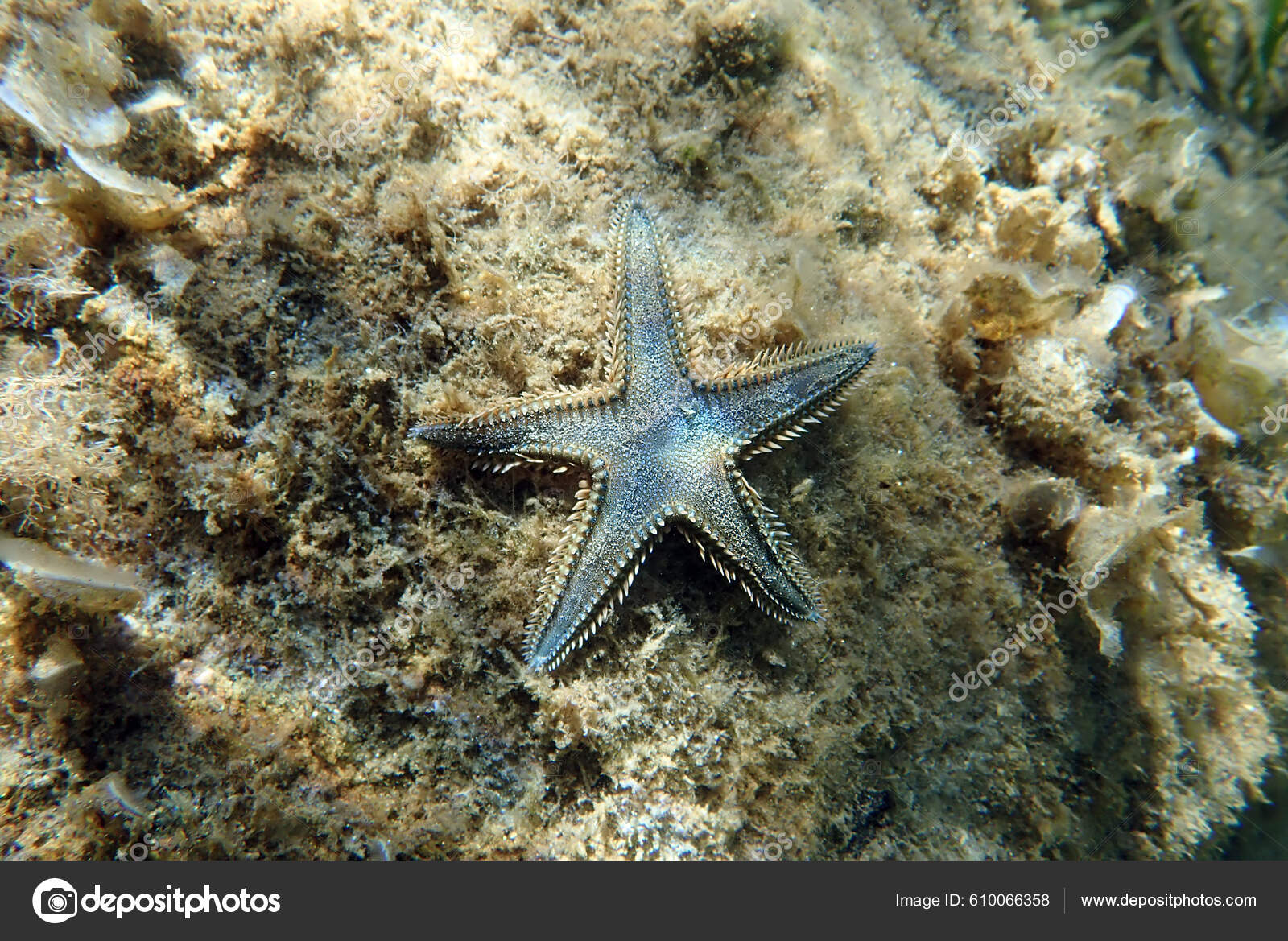Underwater Image Mediterranean Sand Sea Star — Stock Photo © Vojce ...