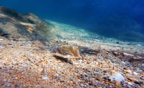 Under water shore Stock Photos, Royalty Free Under water shore Images ...