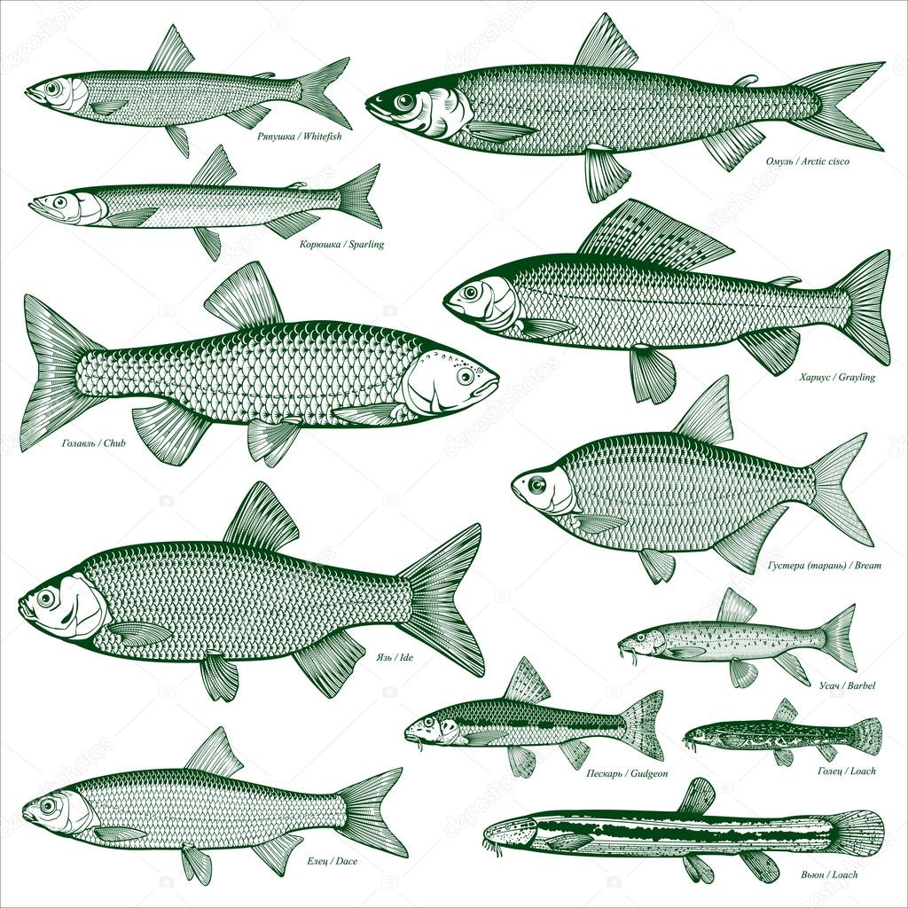 Fish freshwater vector 3 — Stock Vector © naturalistru #21682655
