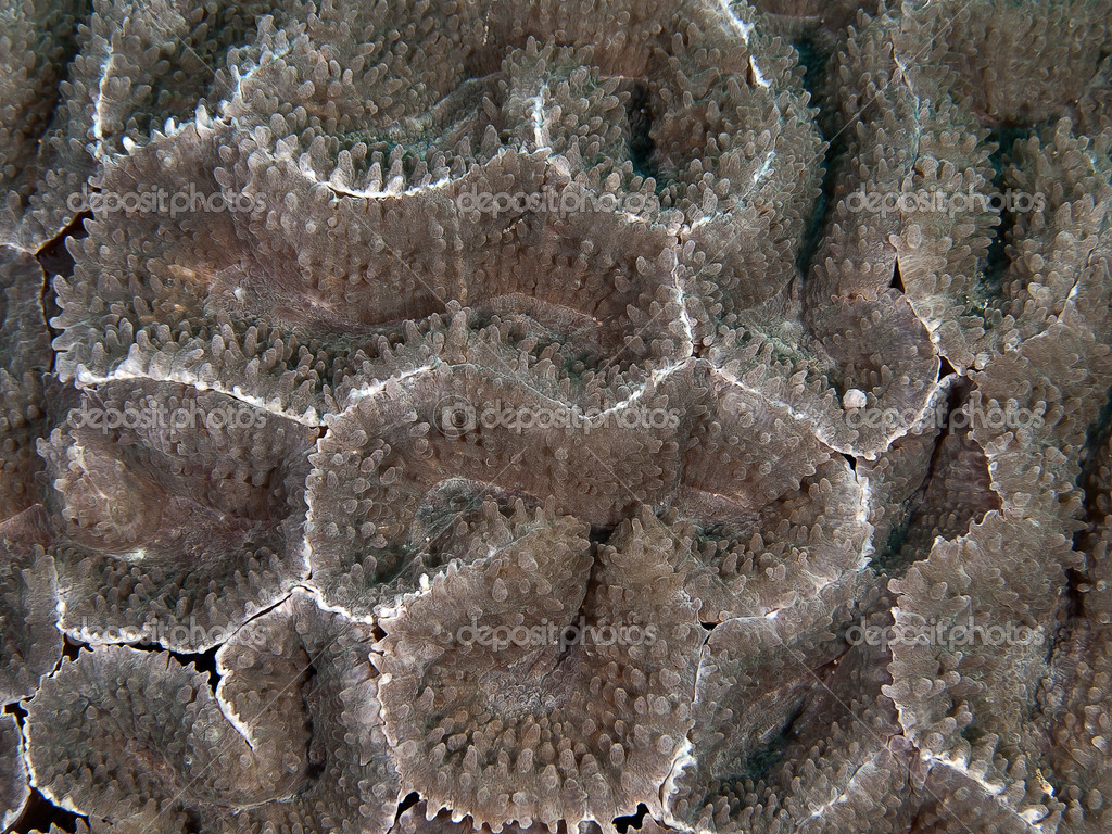 Coral texture Stock Photo by ©orlandin 43319275