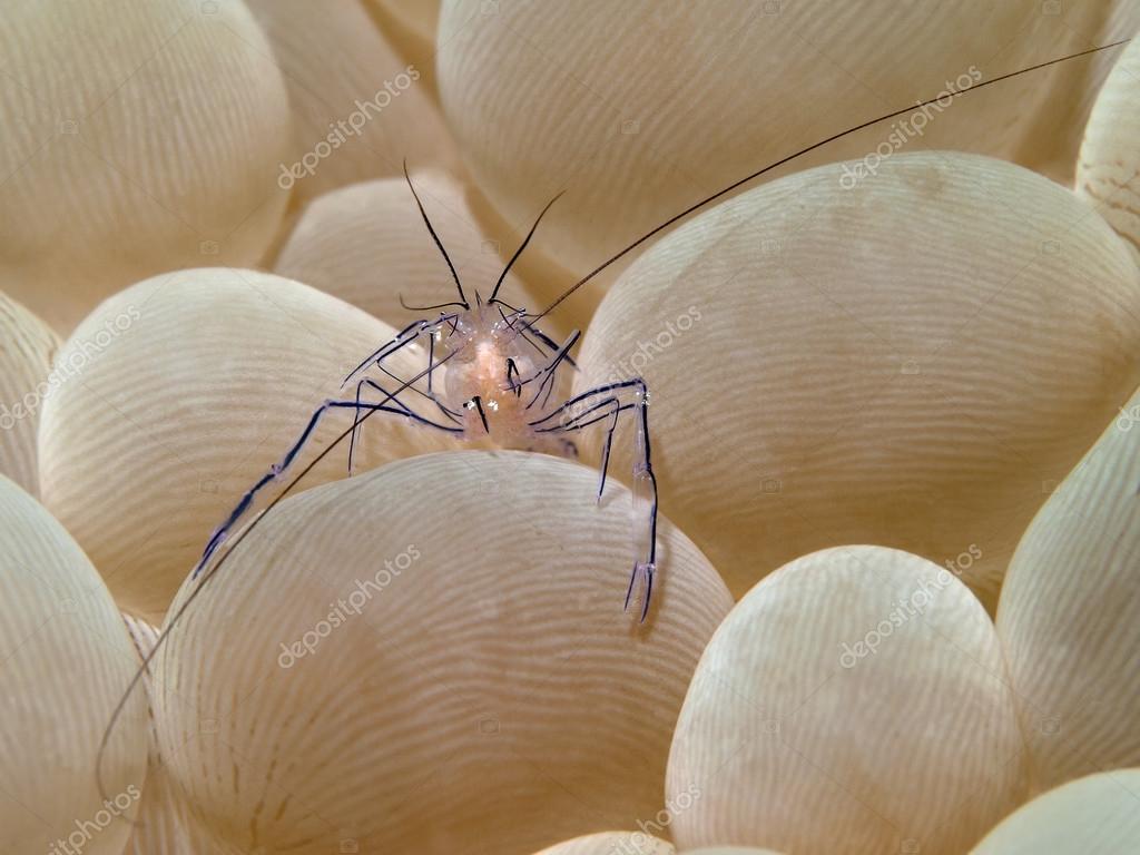 Bubble coral shrimp Stock Photo by ©orlandin 43535623