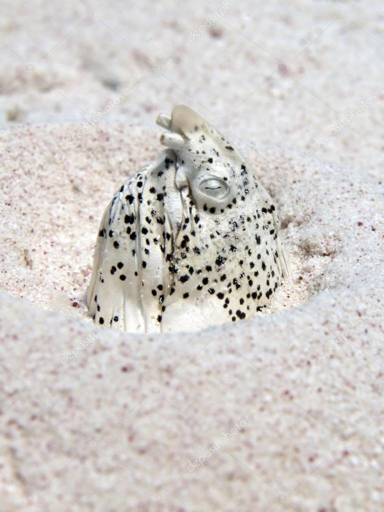 Marbled snake eel — Stock Photo © orlandin #43538073