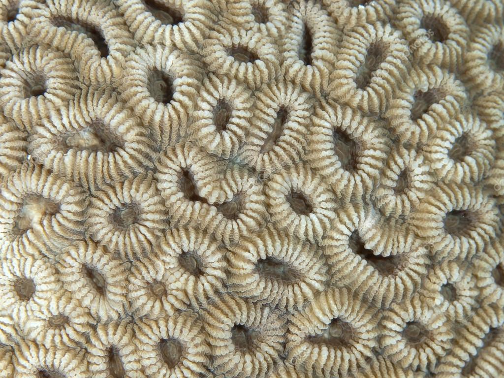Coral texture — Stock Photo © orlandin #43538465