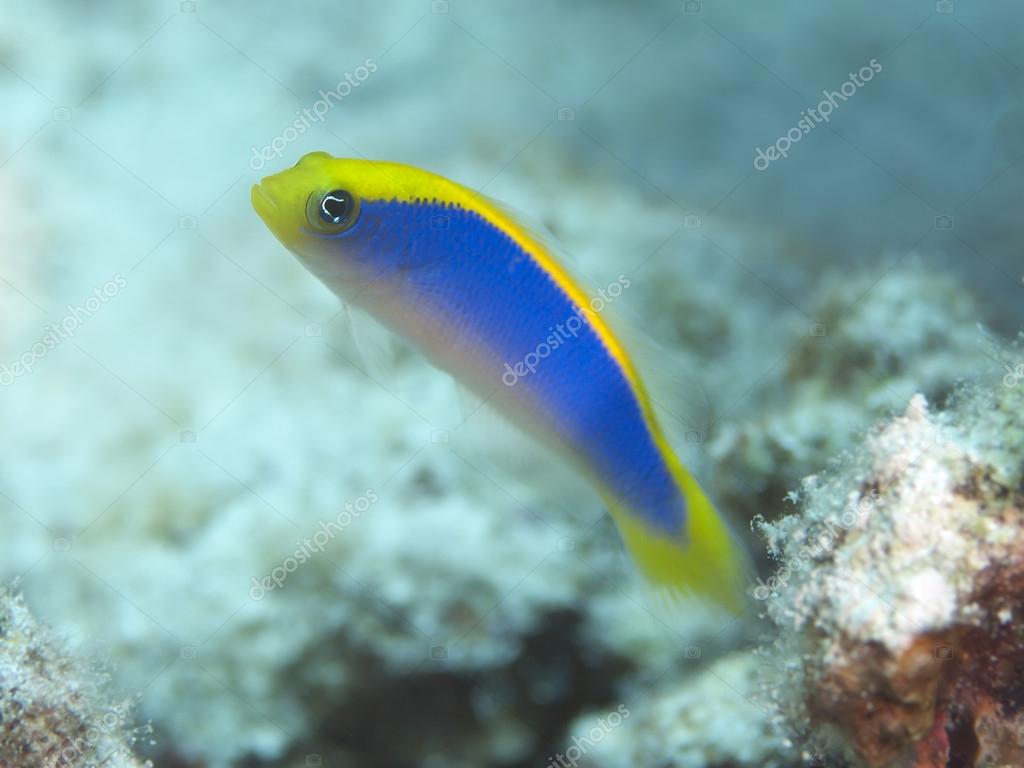 Sunrise Dottyback