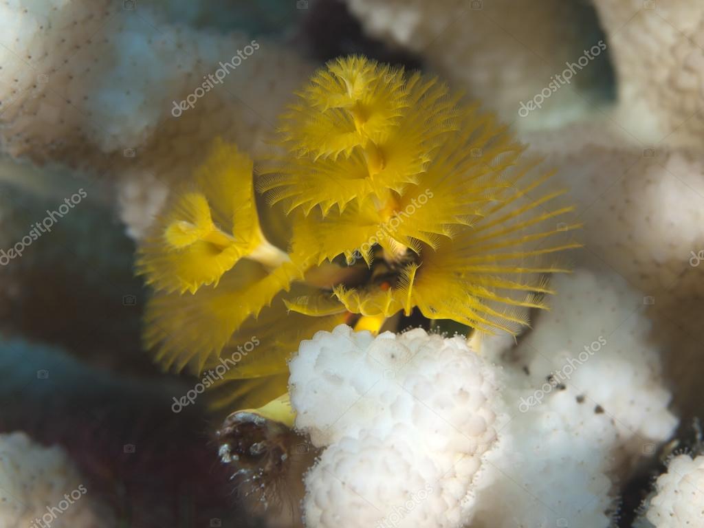 Christmas Tree Worm Wallpaper