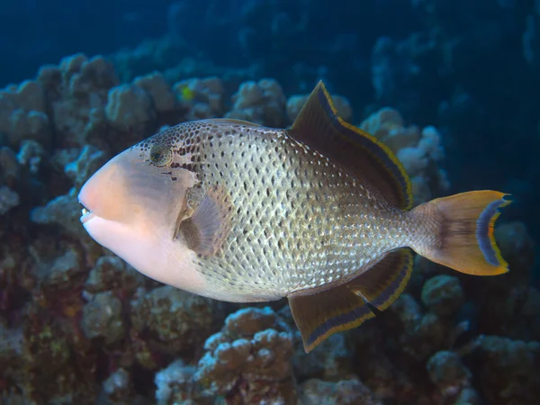 Yellow spotted triggerfish Stock Photos, Royalty Free Yellow spotted ...