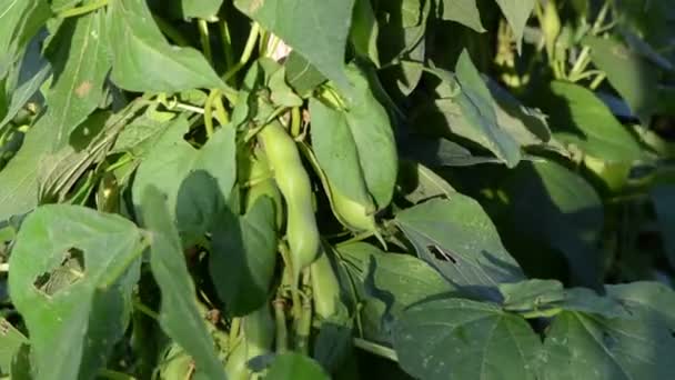 79 Nutrição intensiva Videos, Royalty-free Stock Nutrição intensiva ...