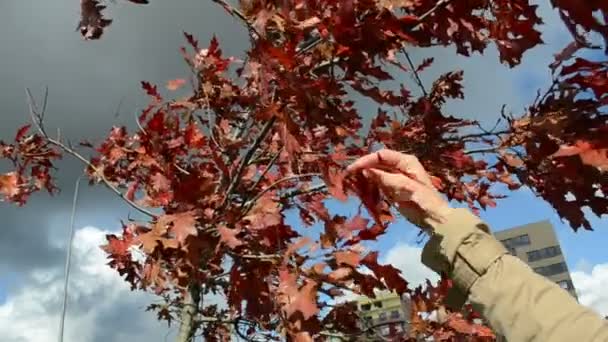 131,530 ใบไม้ใบ Videos, Royalty-free Stock ใบไม้ใบ Footage | Depositphotos