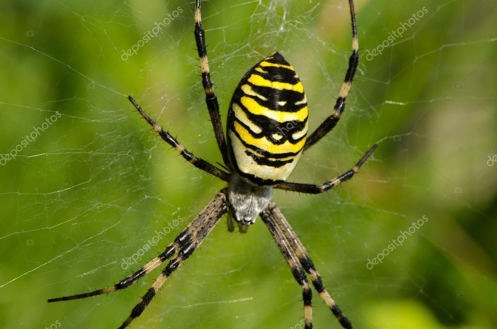 Closeup vosa pavouk křižák pruhovaný pavučina — Stock Fotografie ...