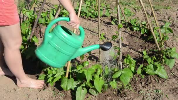Watering beans — Stock Video © sauletas #37276991