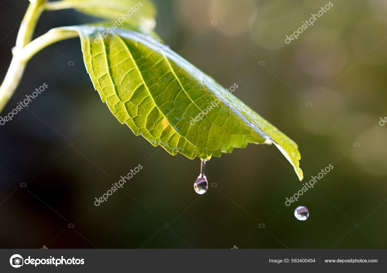 Raindrop Falling Photography