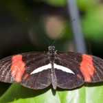 The small postman butterfly Stock Photo by ©mountainpix 83192542
