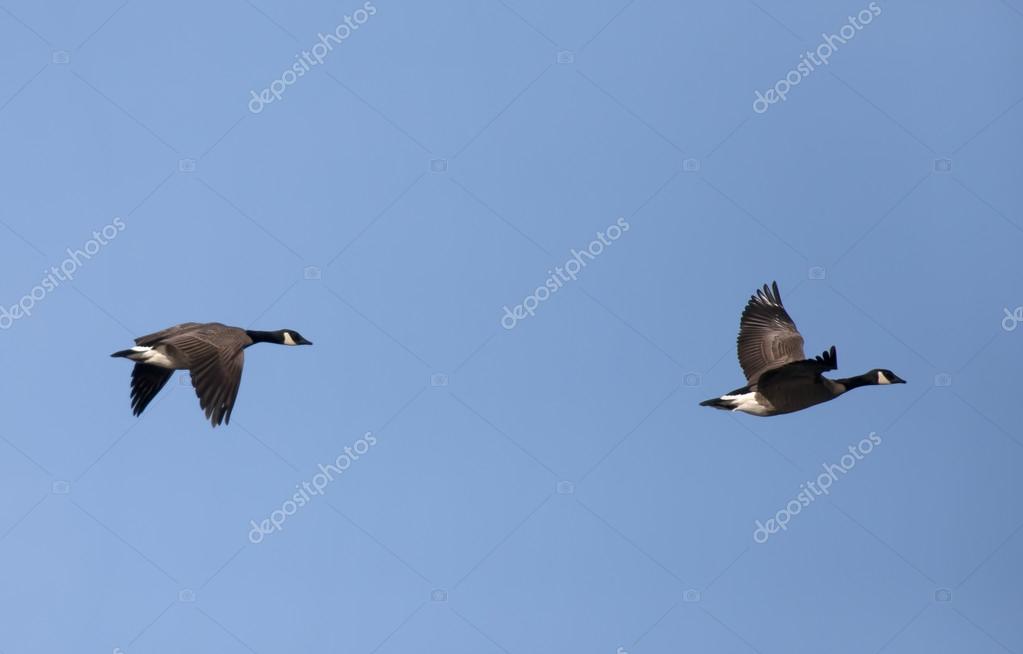 Pair of flying geese. Stock Photo by ©gjohnstonphoto 38539397