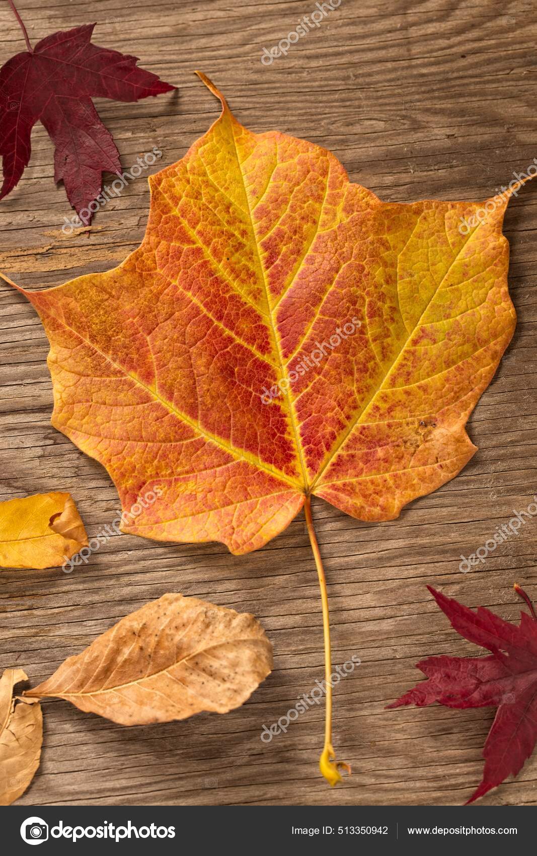 Various Leaves Changing Color Displayed Wooden Board Stock Photo by ...