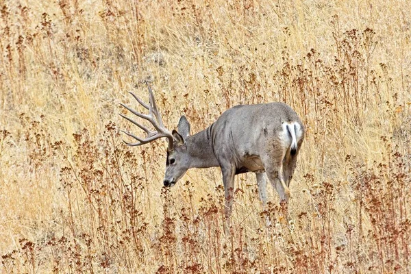 Muled images libres de droit, photos de Muled | Depositphotos