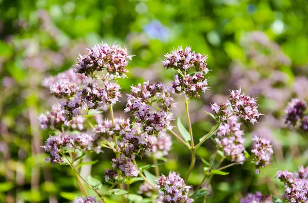 Oregano bloom Stock Photos, Royalty Free Oregano bloom Images ...