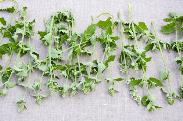 Fresh medical lemon-balm herbs on cloth - Stock Image - Everypixel