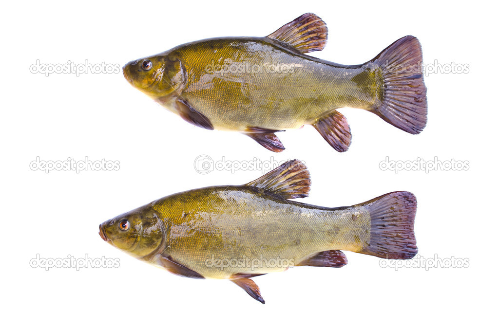 Two tench fish after fishing isolated on white background Stock Photo ...