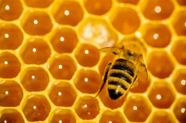 One bee works on honeycomb — Stock Photo © smaglov #11375628
