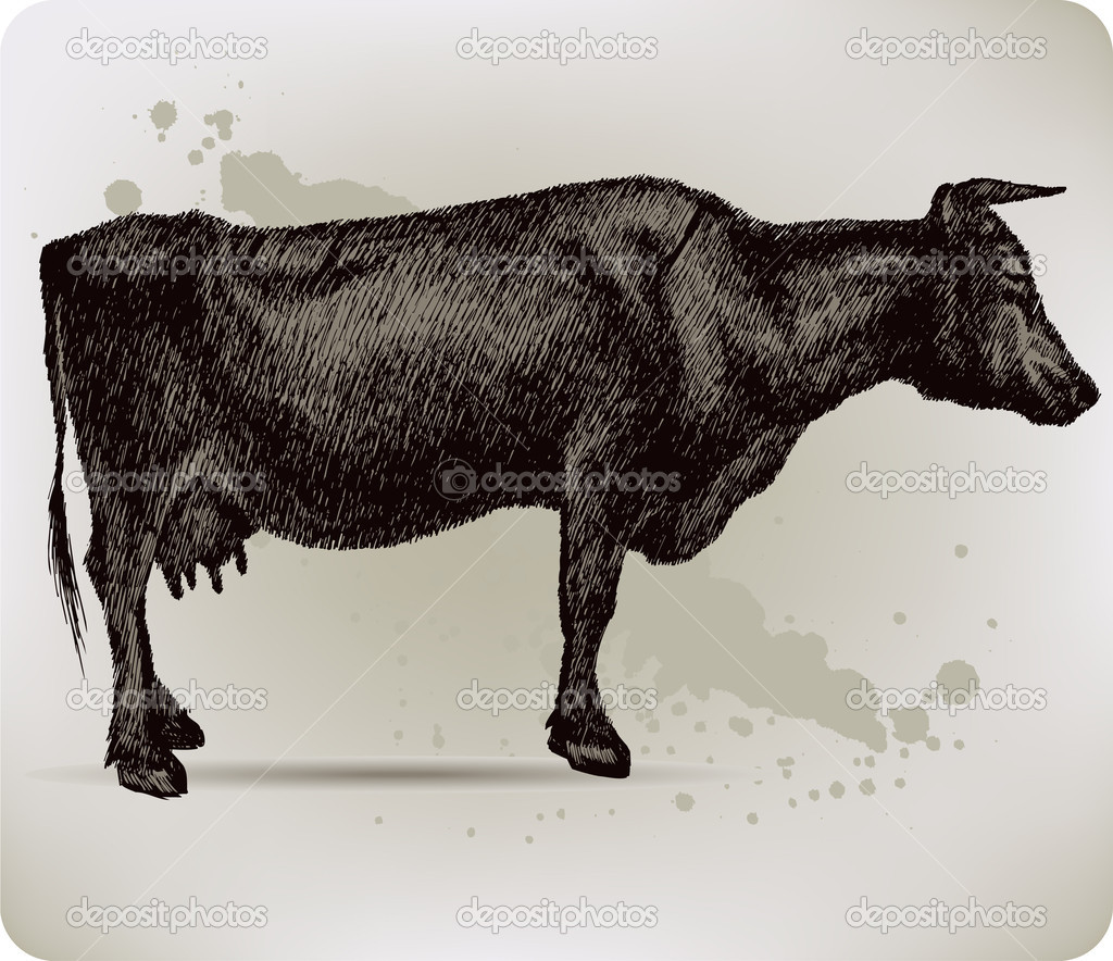 Cow, hand-drawing. Vector illustration. Stock Illustration by ©Mur34 ...