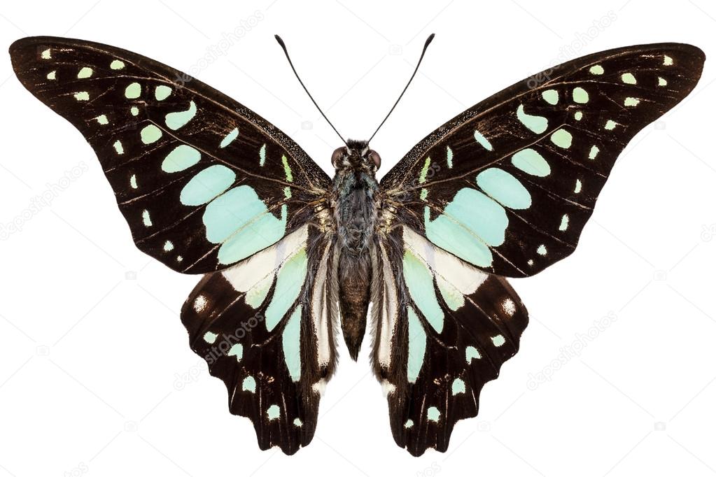 Especies de mariposas Baticulos de Graphium 2022