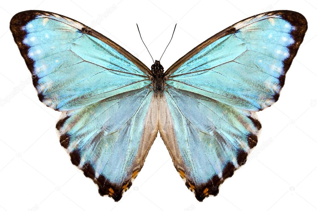 Especies de mariposa azul Morpho portis thamyris 2022