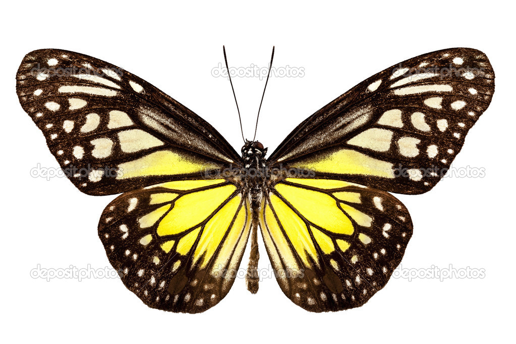 Navn På Sommerfuglarter