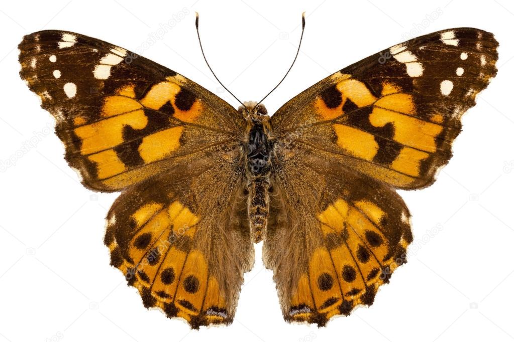 Butterfly species Vanessa cardui "Painted Lady" — Stock Photo ...