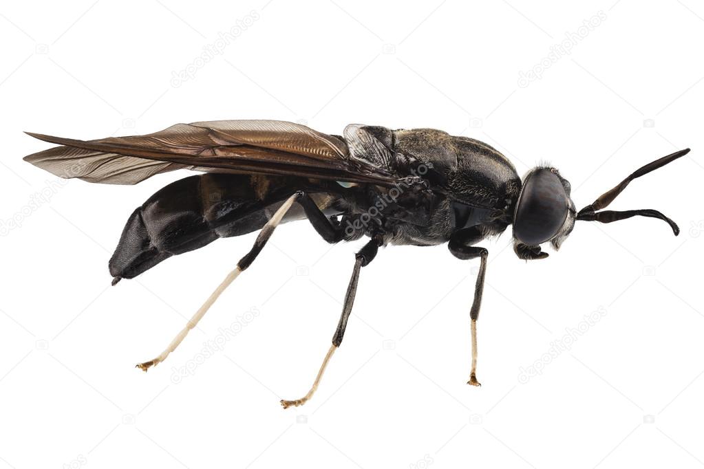 Especies de mosca soldado negro Hermetia illucens 2024