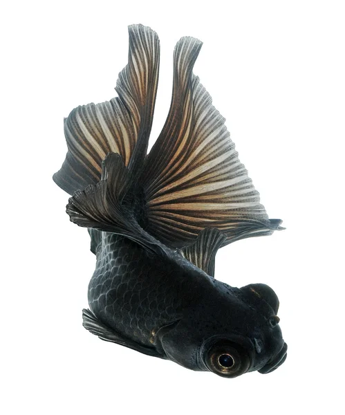 Pescado negro fotos de stock, imágenes de Pescado negro sin royalties ...