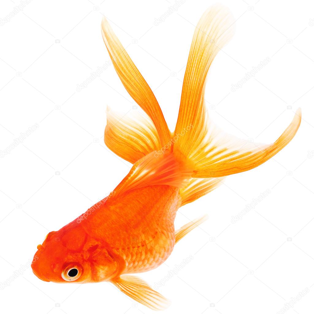 Goldfish on White Background — Stock Photo © Vangert #18184873
