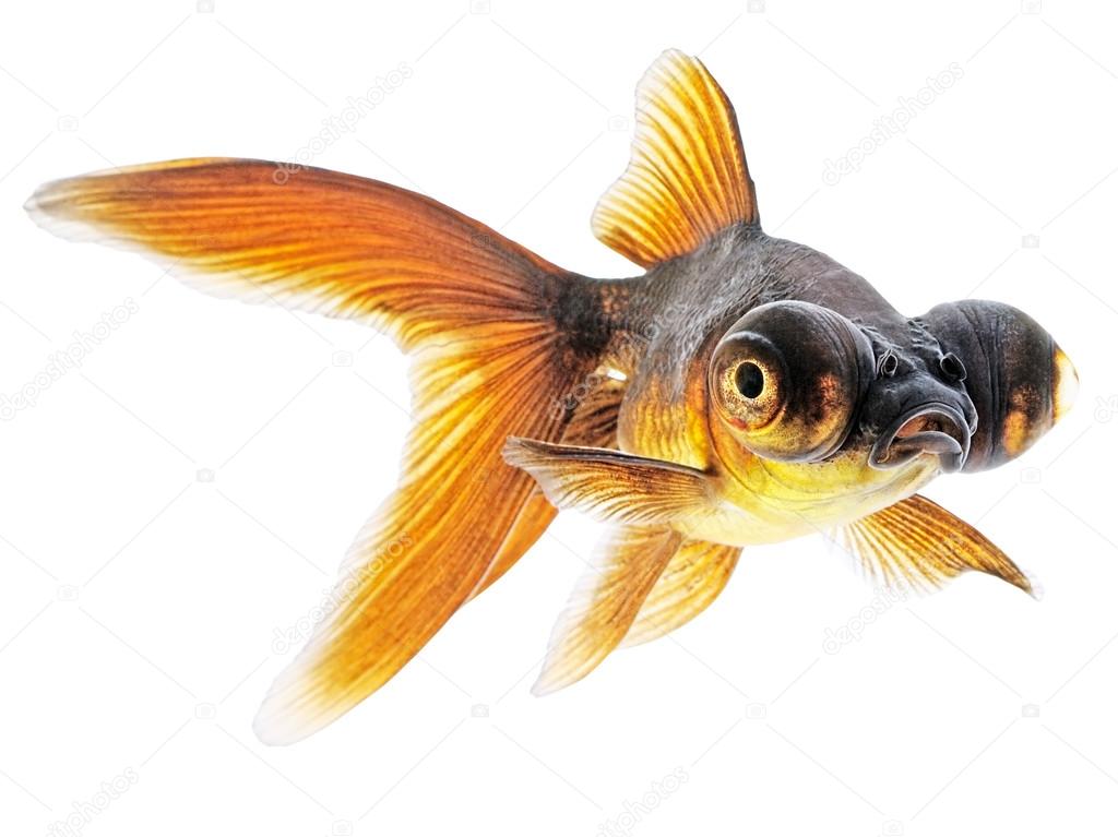 Globe eye goldfish — Stock Photo © Vangert #36855241