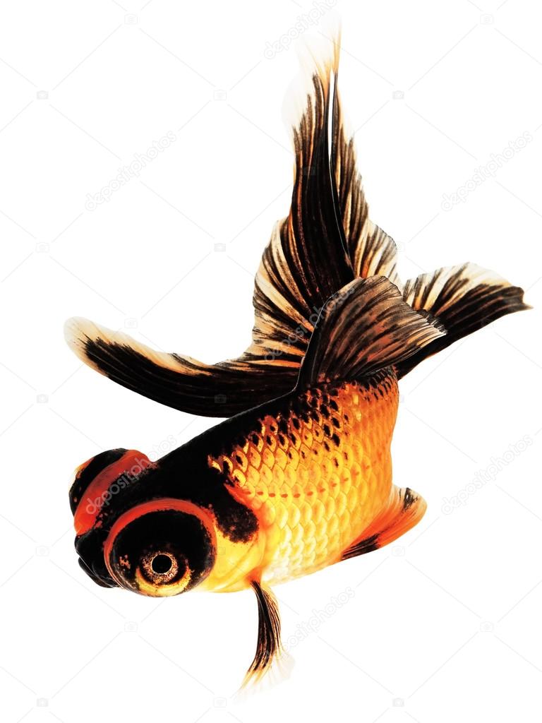 Orange Telescope Goldfish