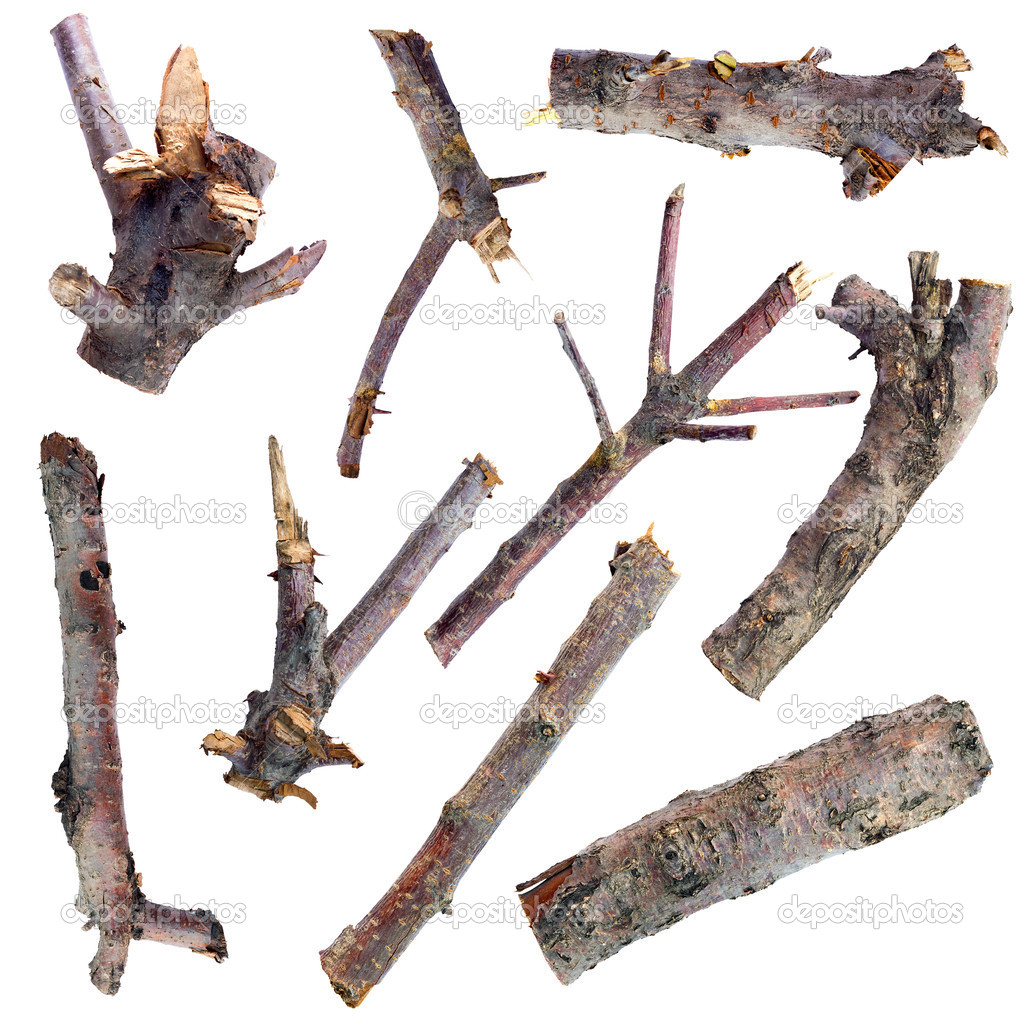 conjunto de ramas de árboles secos aislados sobre un fondo blanco 2024