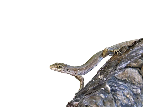 Newt Stock Photos, Royalty Free Newt Images | Depositphotos