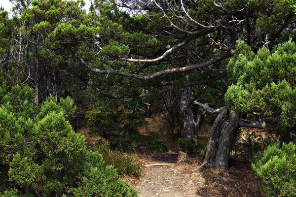 Pine tree path Stock Photos, Royalty Free Pine tree path Images ...