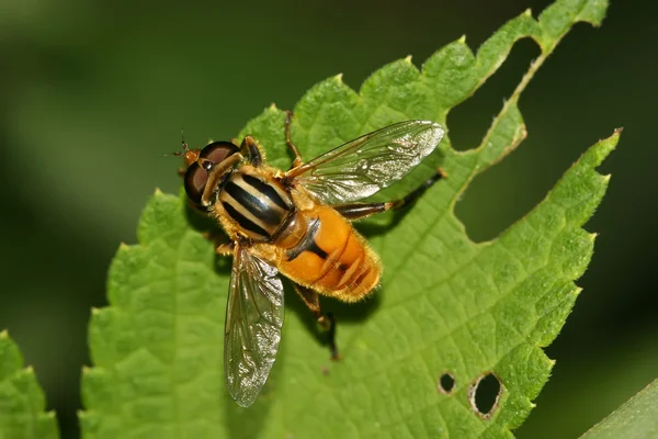 Syrphidae Stock Photos, Royalty Free Syrphidae Images | Depositphotos