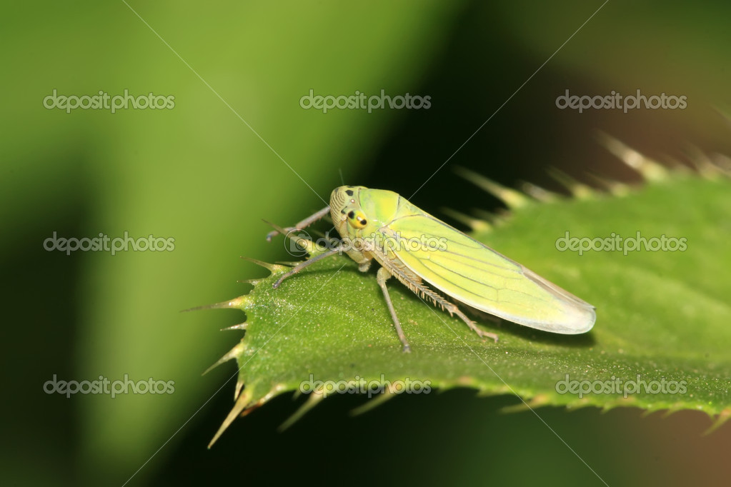 Homoptera Leafhopper