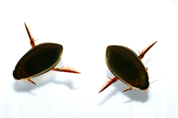 Imágenes de Anatomía y fisiología en la cucarachas, fotos de Anatomía y ...