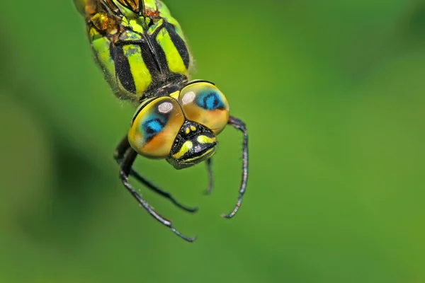 Fart insects Stok Foto, Fart insects Gambar Bebas Royalti | Depositphotos