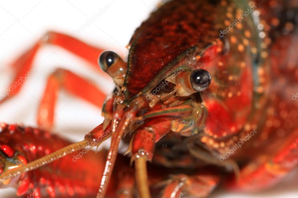Crayfish — Stock Photo © lnzyx #18261489