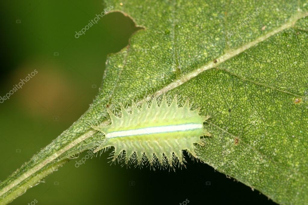 Lepidópteros sobre hoja verde en la naturaleza 2024