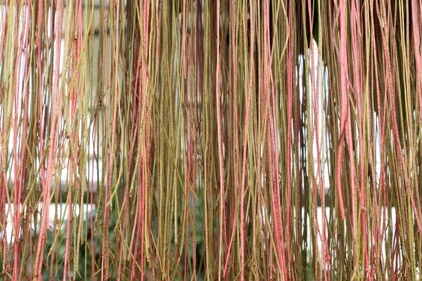 Aerial roots of tropical plants — Stock Photo © lnzyx #22447241