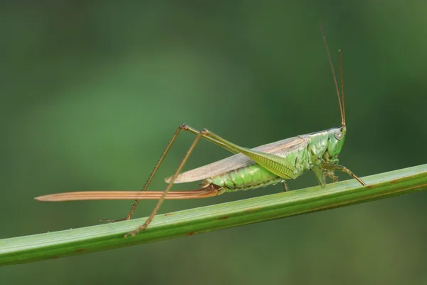 Cricket insects Stock Photos, Royalty Free Cricket insects Images ...