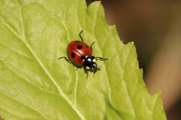 Red spots on the legs Stock Photos, Royalty Free Red spots on the legs ...